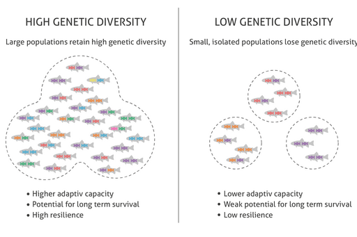 This is genetic biodiversity | Centre for Marine Evolutionary Biology, University of Gothenburg